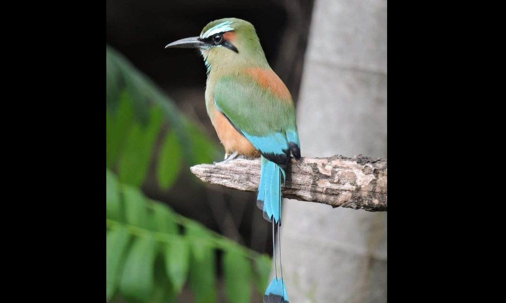 Guardabarranco: ¿Cómo diferenciarla de otras aves parecidas? | Onda Local
